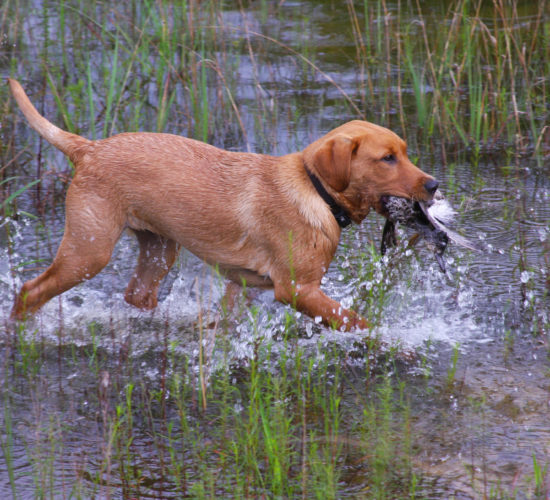 Huntfield Kennels - British Labrador Retrievers
